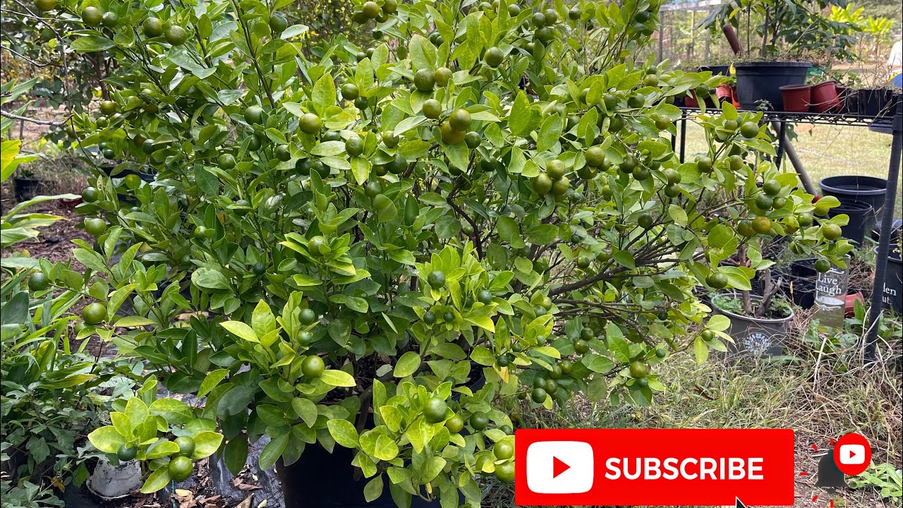 POTTED CALAMANSI LOADED WITH FRUITS! - YouTube