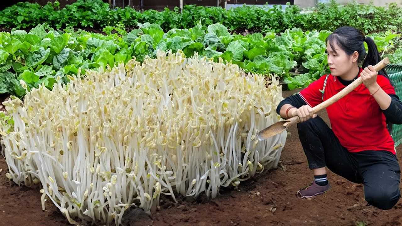 Harvest A Lot Of Bean Sprouts After 3 Days to Sell at Market, How to ...
