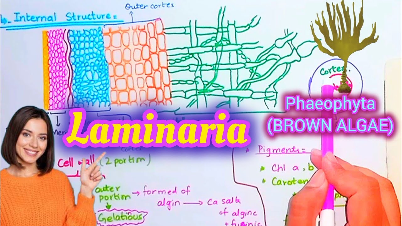 Laminaria plant body and its structure #laminaria - YouTube