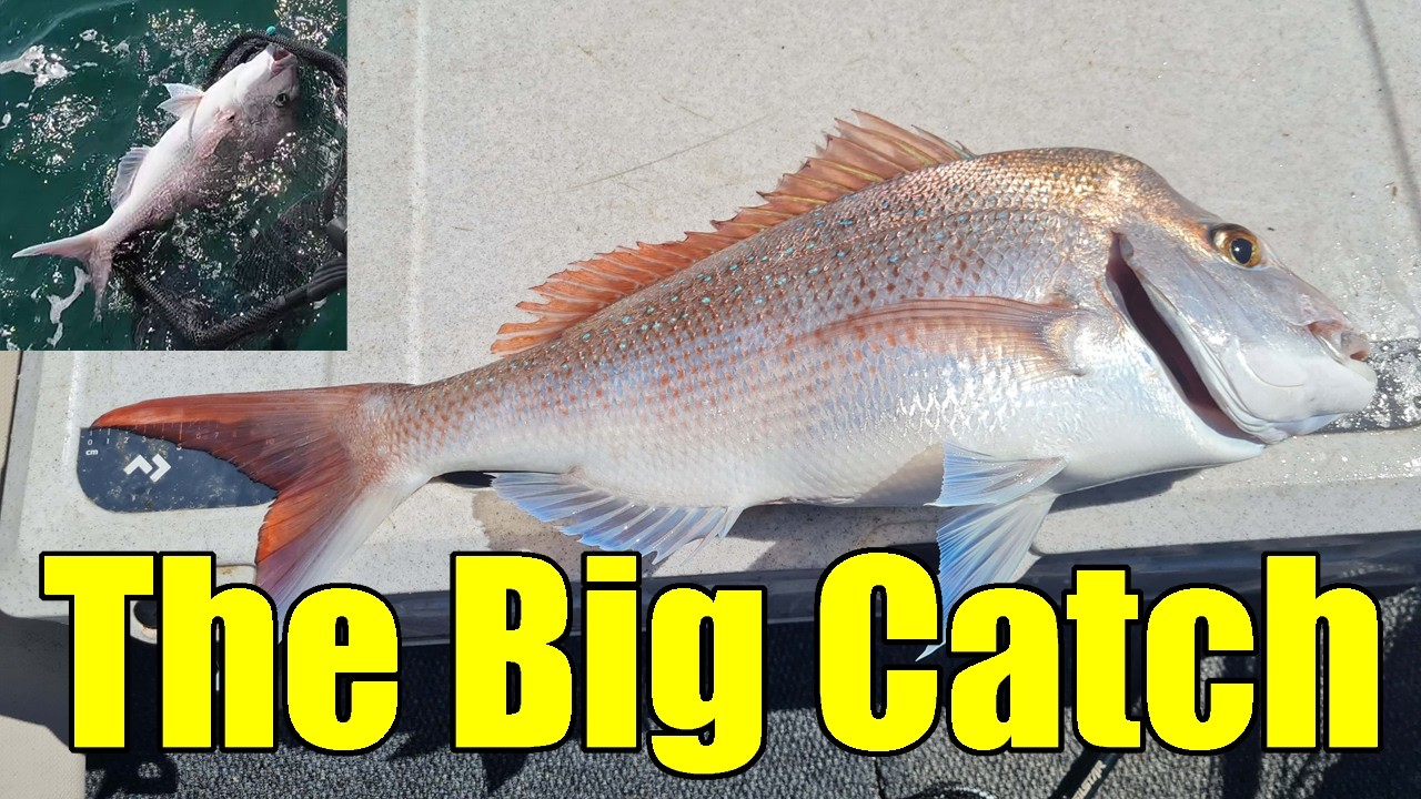 Snapper Fishing Mayhem, Bust-Offs & a Great Catch at Harry Atkinson ...