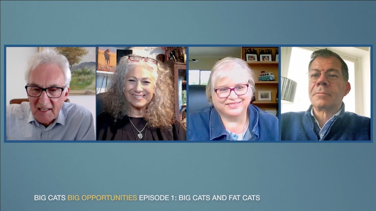 BIG CATS BIG OPPORTUNITIES PODCAST- Episode 1: Big Cats and Fat Cats ...