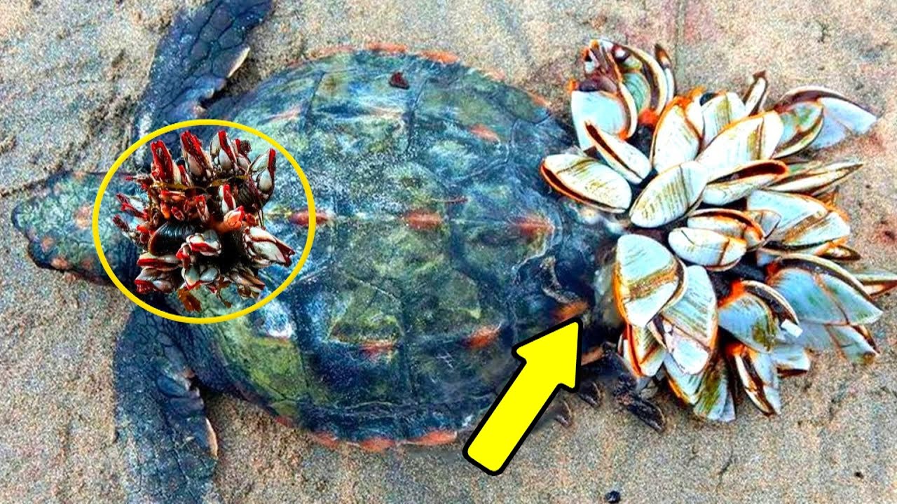 Parasites Almost Ate This Turtle Alive. Just Look Who Came to Save Her ...
