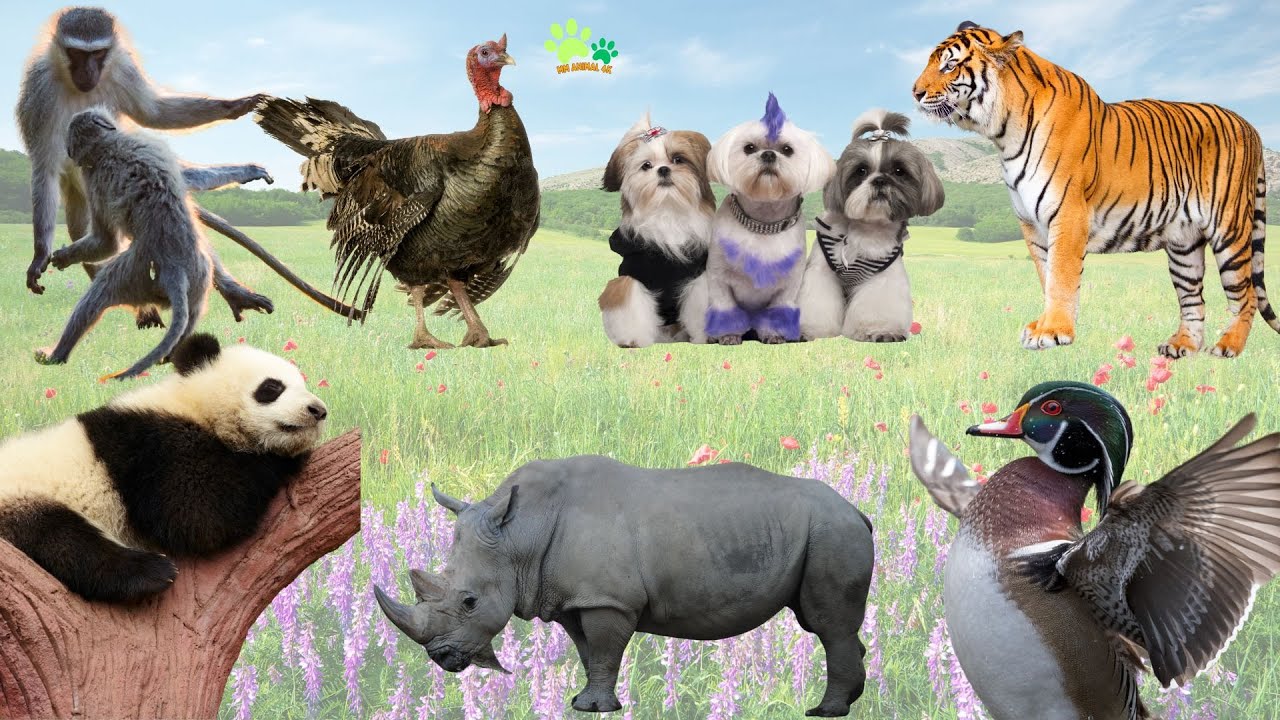 Impressive animals on earth: Bear, Duck, Dog, Chicken, Rhinoceros ...