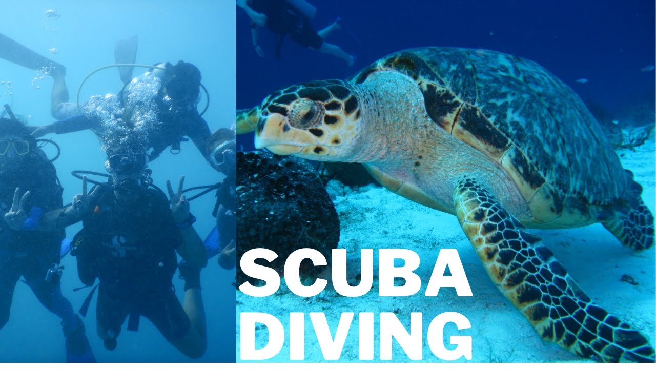THINGS TO DO IN WATAMU KENYA- SCUBA DIVING AT TURTLE BAY BEACH CLUB ...