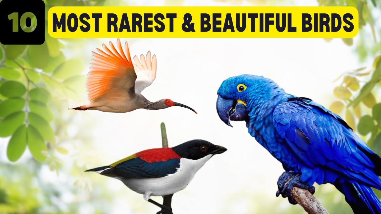 Discover the World's Rarest Birds on the Edge of Extinction! - YouTube