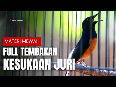 MURAI BATU GACOR FULL ISIAN TEMBAKAN MEWAH AMPUH MELATIH MURAI BATU BONGKAR ISIAN