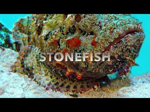 Most Venomous Fish known - STONEFISH (Synanceia ) HD - YouTube