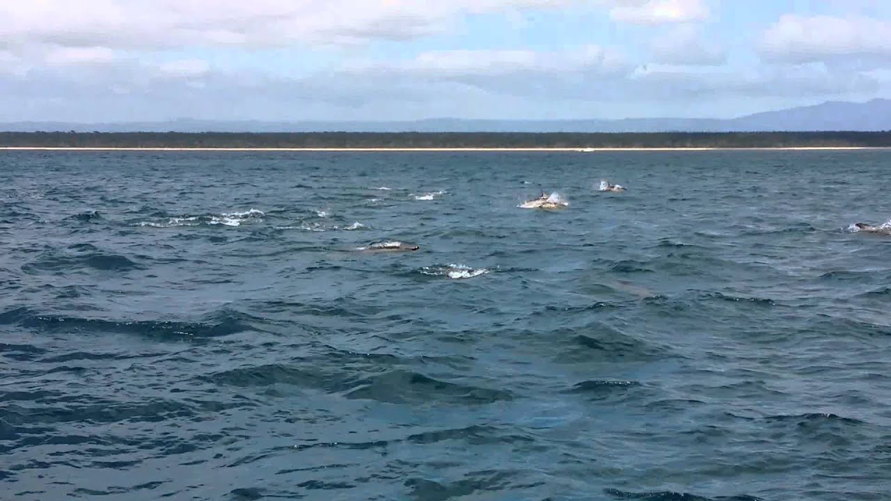 Dolphin pods following our boat - YouTube