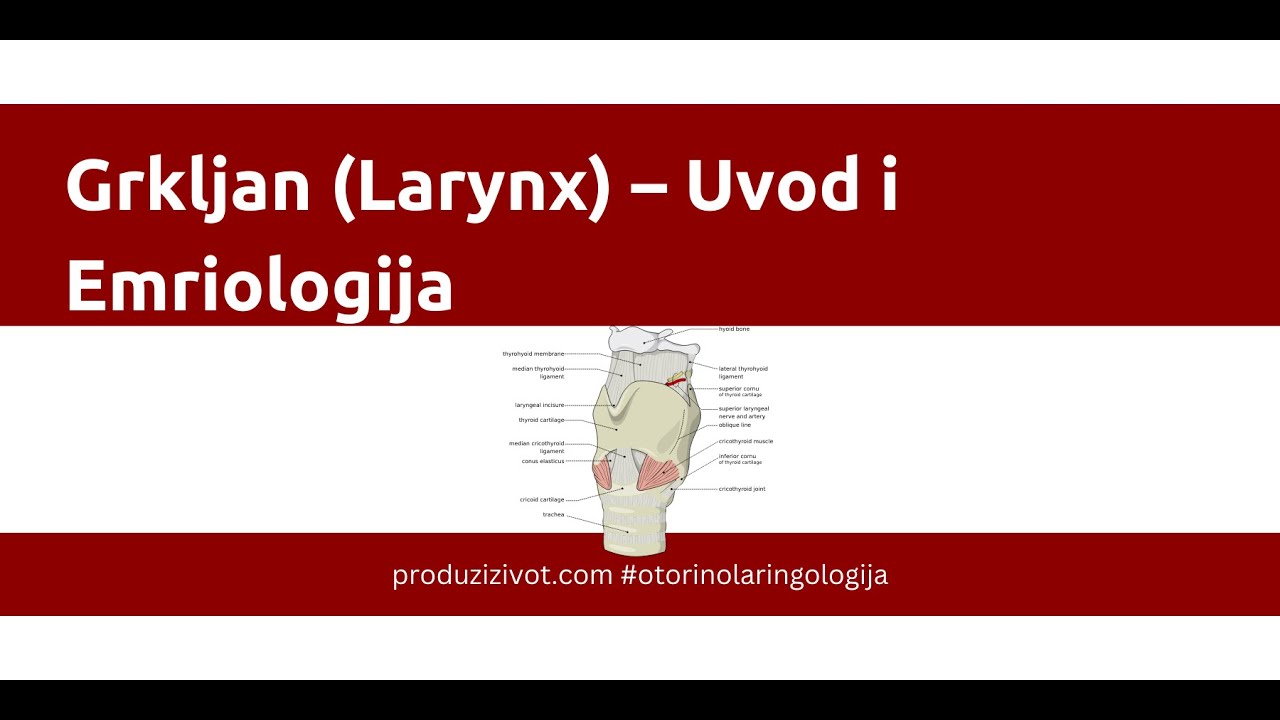 Grkljan (Larynx) – Uvod i Emriologija - YouTube