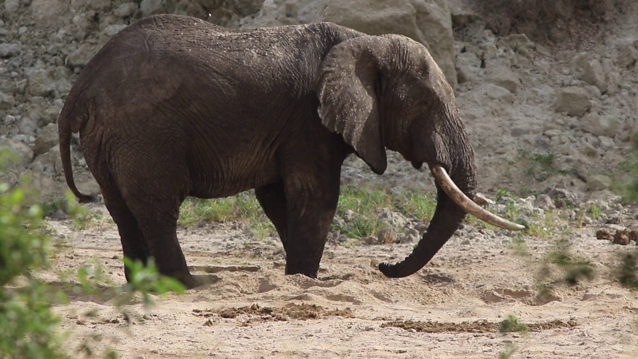 Old male elephant mining for water in a dry river bed. - YouTube