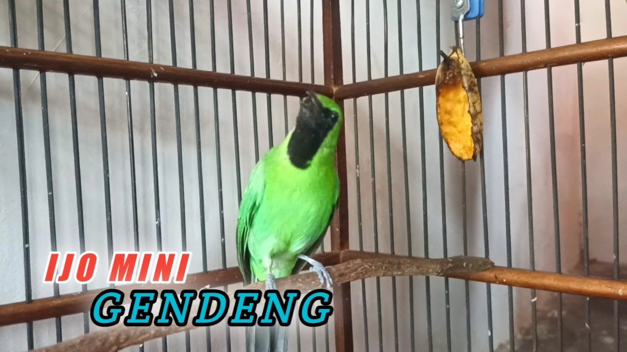 cucak ijo mini gacor melengking‼️ bongkar isian mewah - YouTube