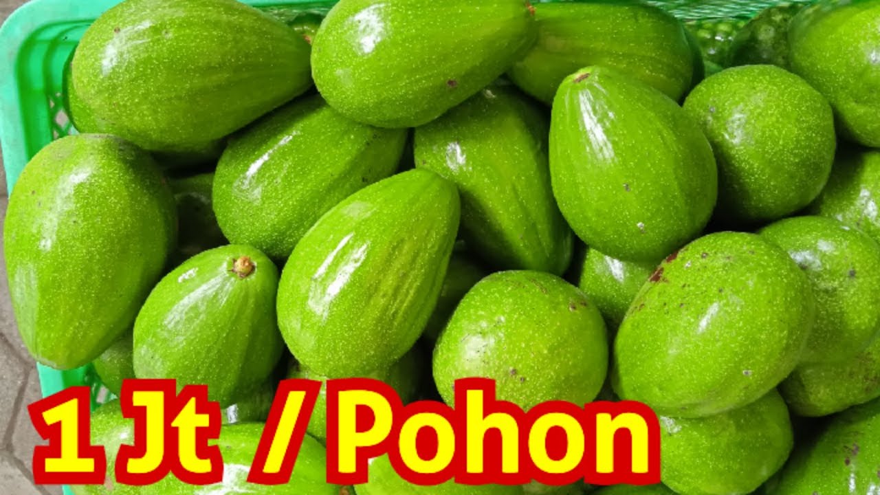 Panen Alpukat Aligator - YouTube