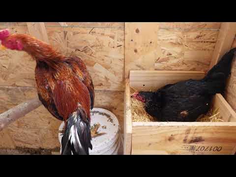 Qaib Nteg Qe - YouTube