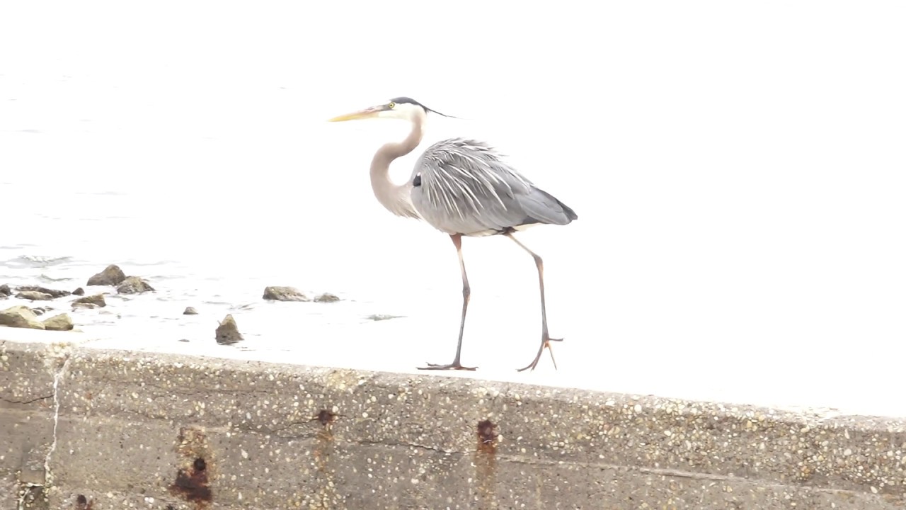 Sony FDR-AX53 HD Test #3 @ 50mbps 24p Is this judder? - YouTube