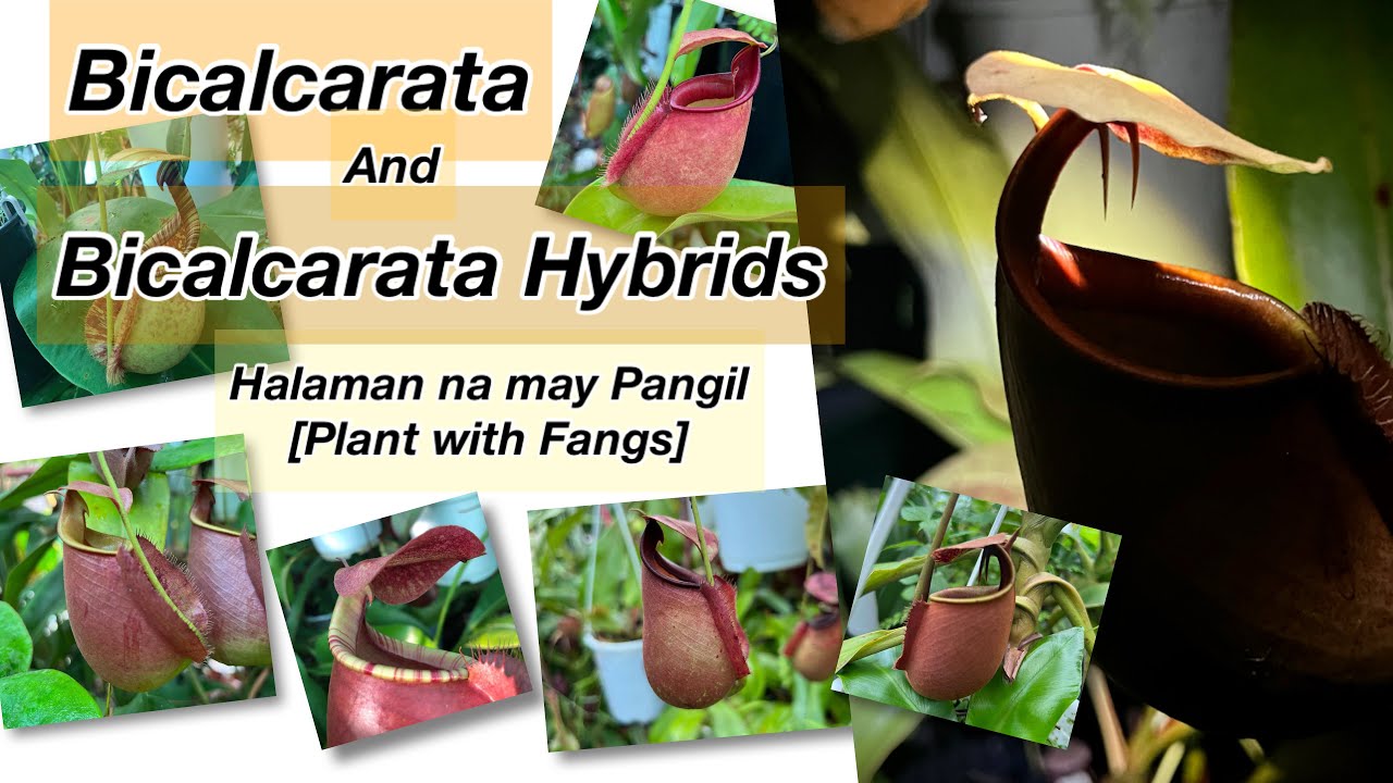 Halaman na may Pangil [Plant with Fangs] - featuring Nepenthes ...
