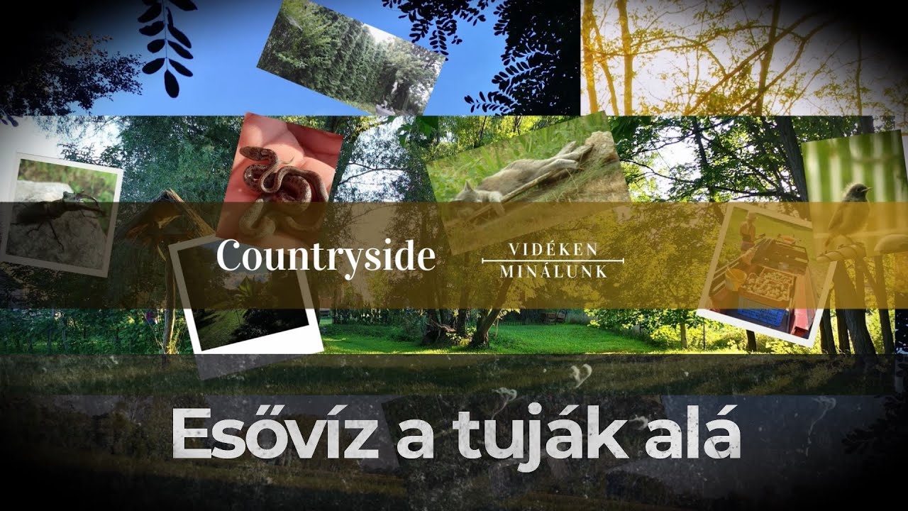Esővíz a tuják alá / Rainwater under the thuja trees - YouTube