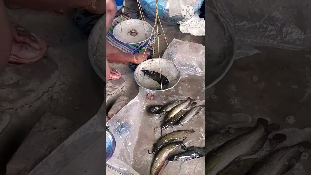 #fish_video #fishcutting #shing_fish - YouTube