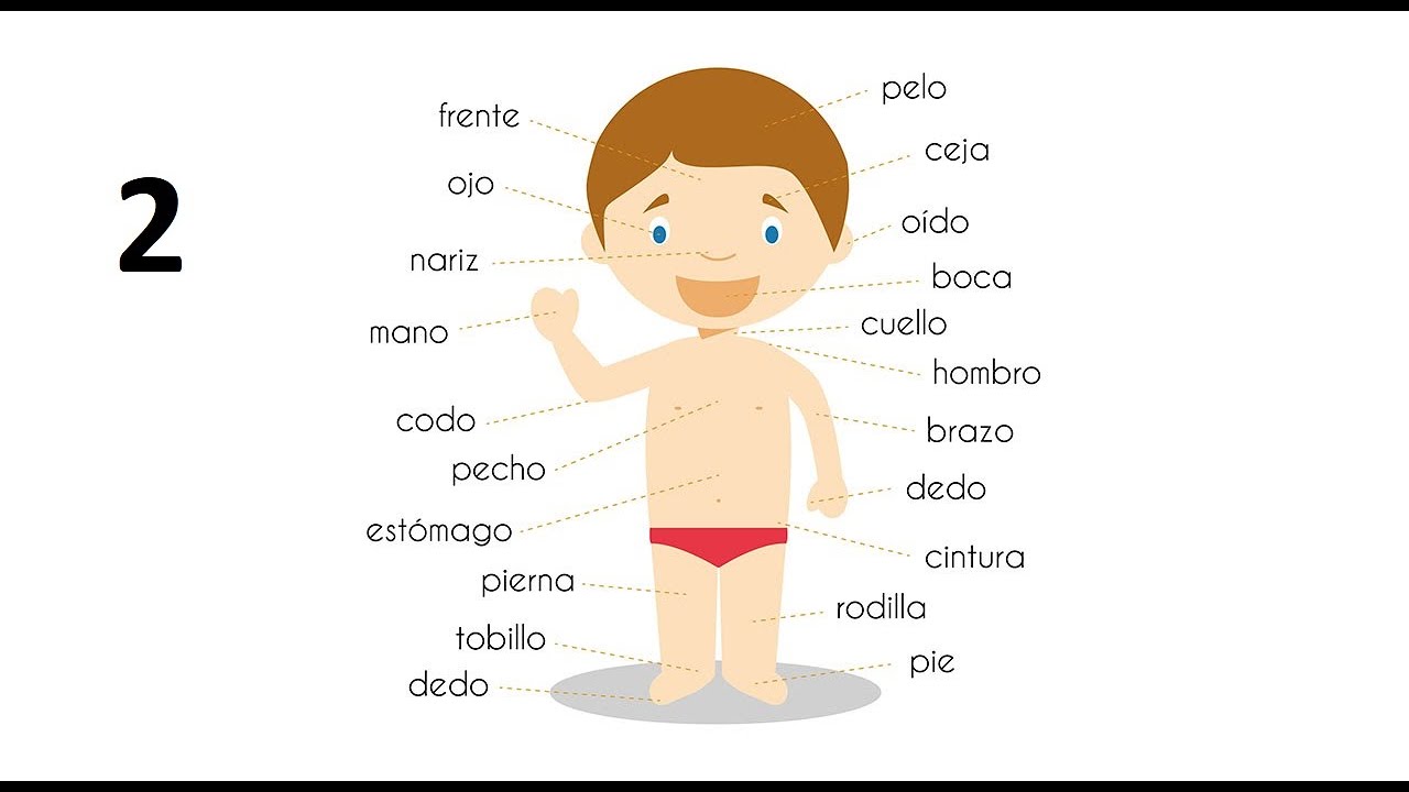 Cuerpo Humano I Human Body in Spanish Language (Part 2) - YouTube