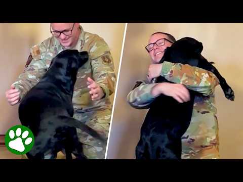 Blind Dog Realizes Military Dad Is Finally Home 😭❤️