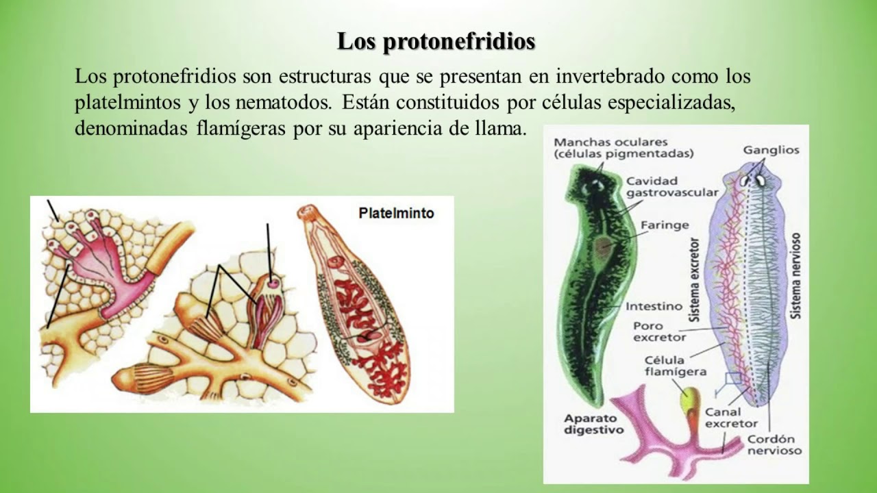 La excreción en los animales - YouTube