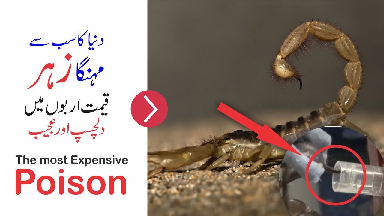 Most expensive Poison in the World |مہنگا ترین زہر | Deathstalker ...