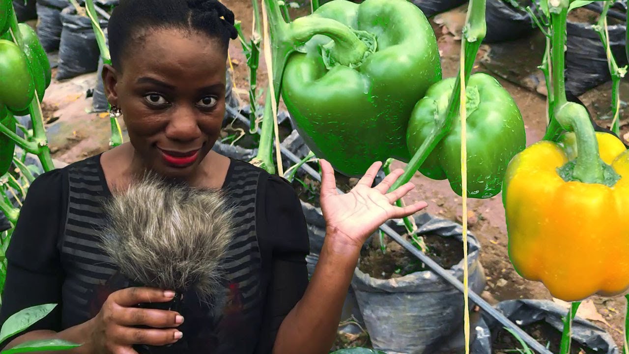 Introduction to Green House Edition || Sweet Pepper Part 1 : Growing ...