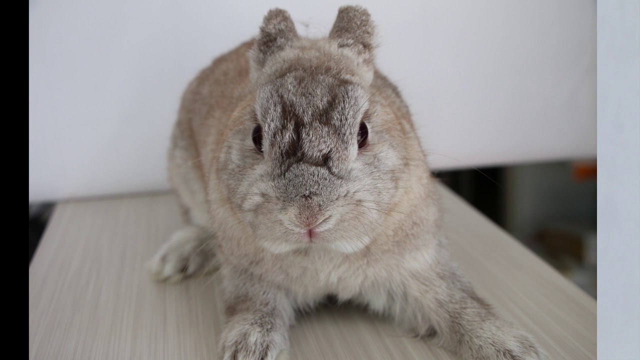 Final Video: The rabbit has no more skin disease - chronic scabies ...