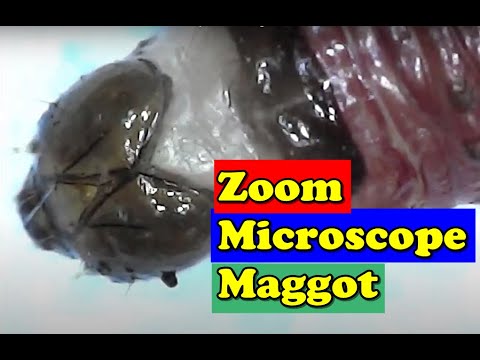 ZOOM MICROSCOPE MAGGOT | Zoom Microscope Belatung Hewan Geli - YouTube