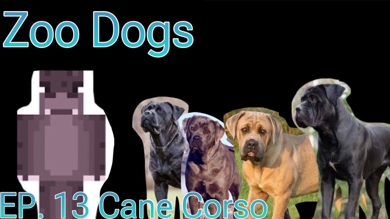 Cane Corso|Zoo Dogs|EP. 13|Minecraft - YouTube