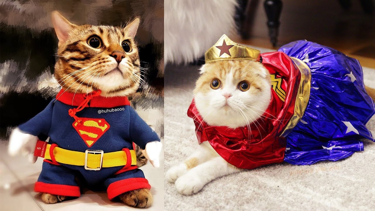 🐱 Meow island ️Nothing is Happier than seeing lovely Cats every day🐾 ...