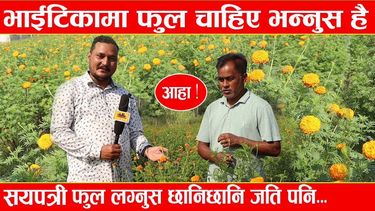 यो तिहारमा सयपत्री फुल चाहिए सम्झीनुस है || भाईटिका लगाउन सयपत्री ...