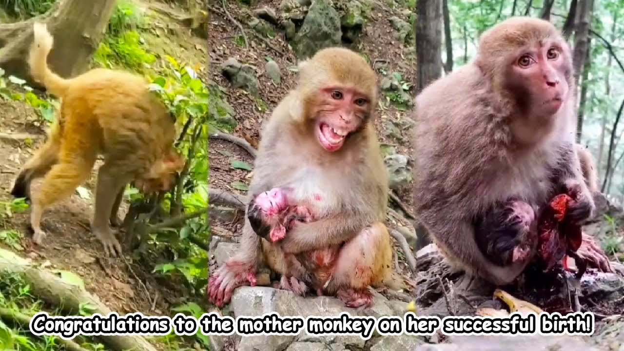 Congratulations Young Mom Monkey Giving Birth First Baby 5 Hours until ...