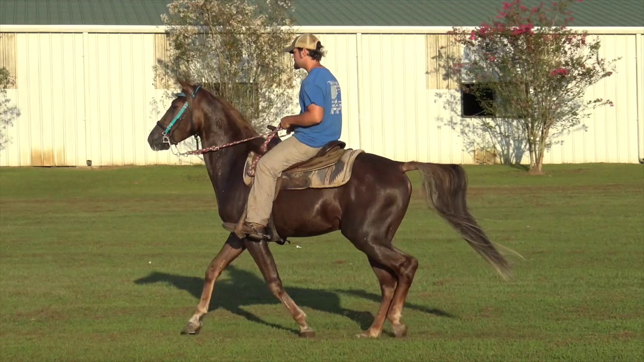 Young TWH Stallion - Jacob Parks Horsemanship - YouTube