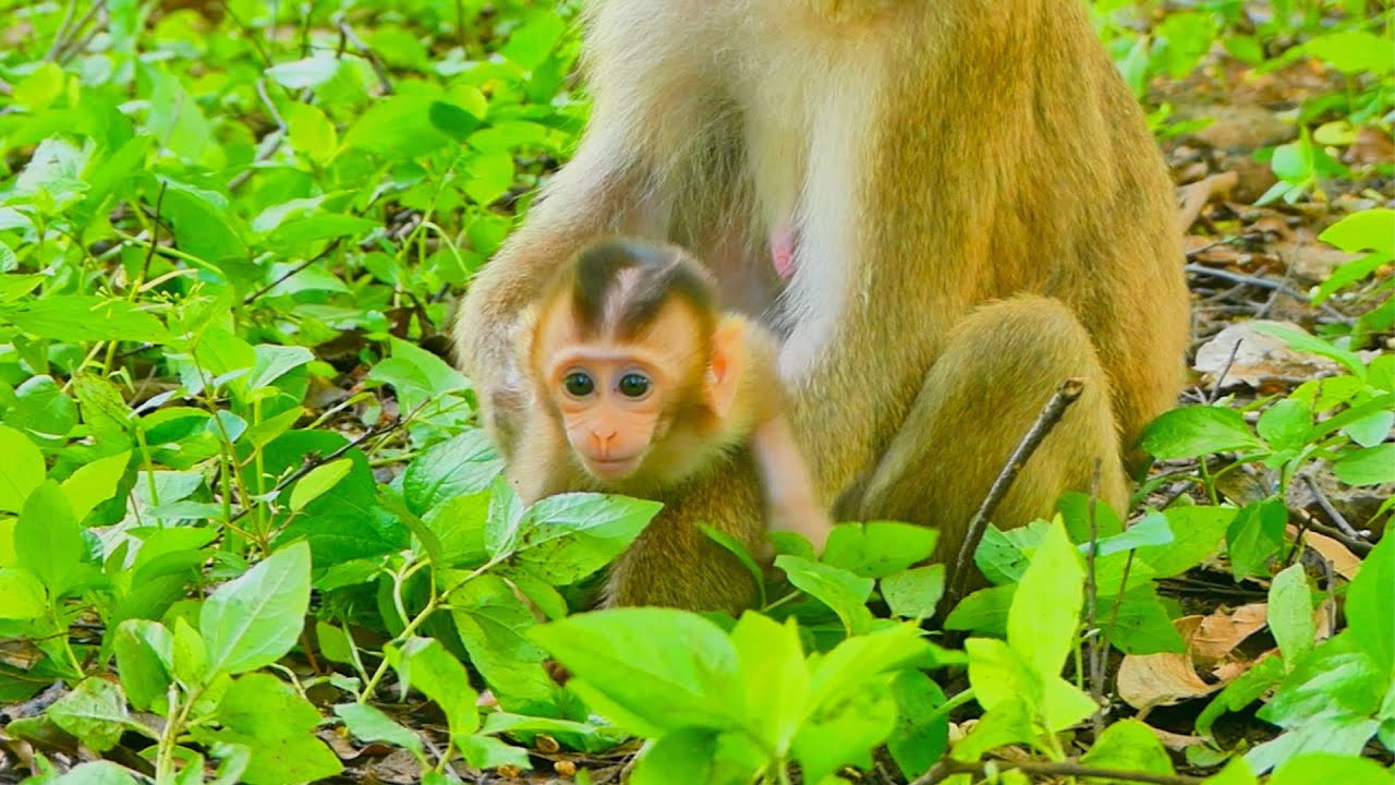 Wonder what?...Baby monkey SABA stop milk and look at something that he ...
