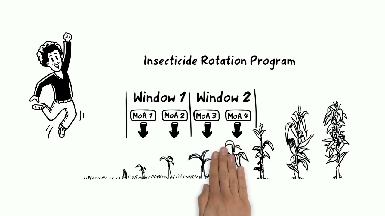 Control Fall Armyworm in 3 steps using insecticide resistance managment ...