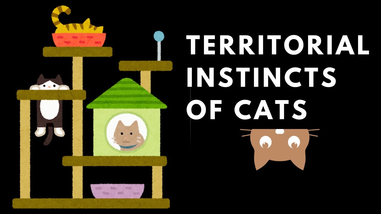 Understanding Your Cat’s Territorial Instincts | Tips and Insights ...