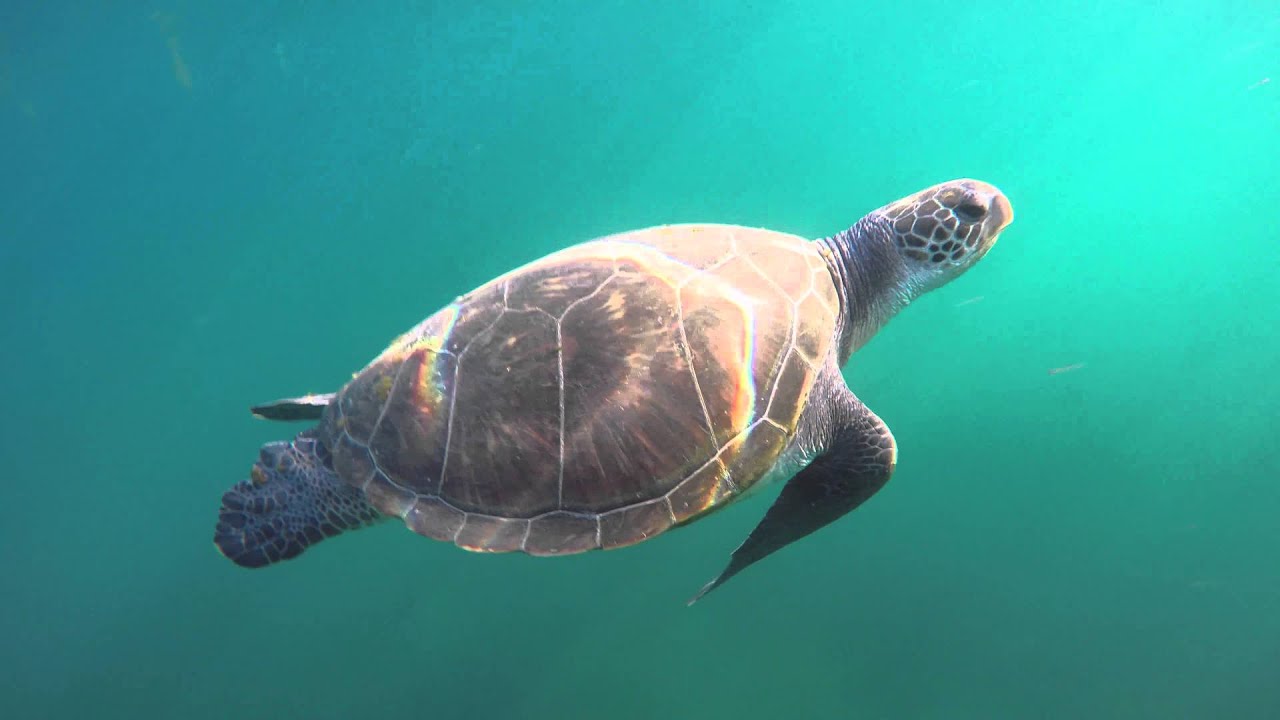 Turtle Love in 4K - YouTube