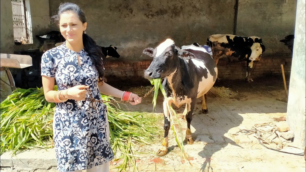 MORNING ROUTINE | BUFFALO/COW CLEANING & DRINKING WATER | PUNJAB LIFE ...