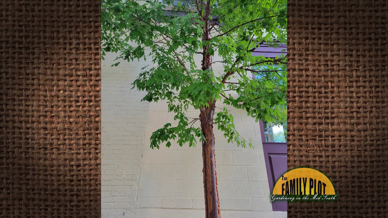 Q&A – I saw these trees up north. What are they and can I grow them in ...