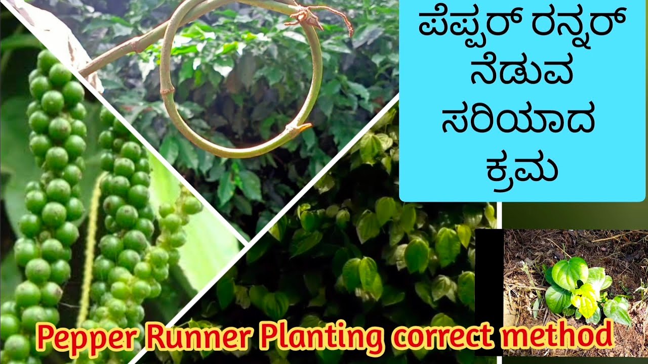 Black pepper runner Planting correct method | ರನ್ನರ್ ನೆಡುವ ಸರಿಯಾದ ಕ್ರಮ ...