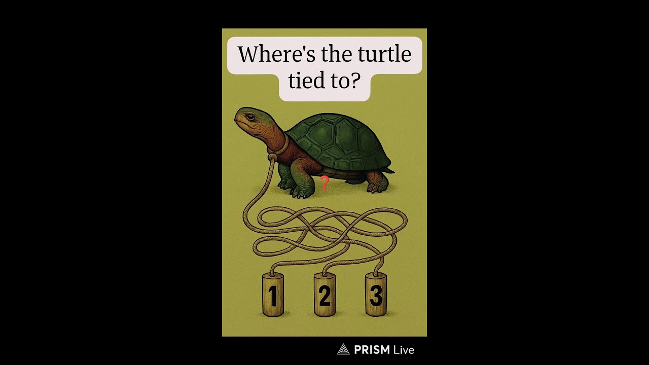 Can you solve this tangled rope puzzle? Trace the rope from the turtle ...