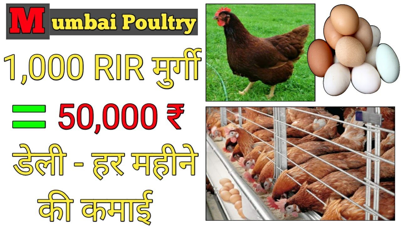 44, RIR, rir murgi farm, rir chicken breed, rhode island red chickens ...