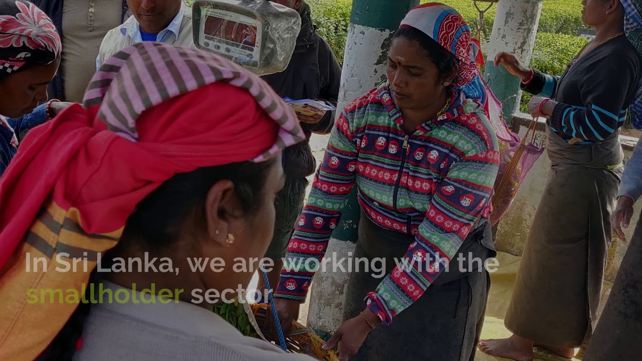 Tea Smallholders in Sri Lanka - YouTube