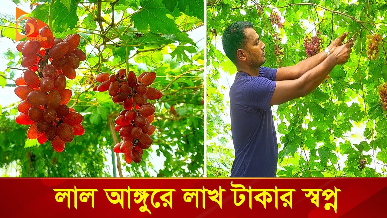 লাল আঙ্গুরে লাখ টাকার স্বপ্ন | Nagorik TV Special - YouTube