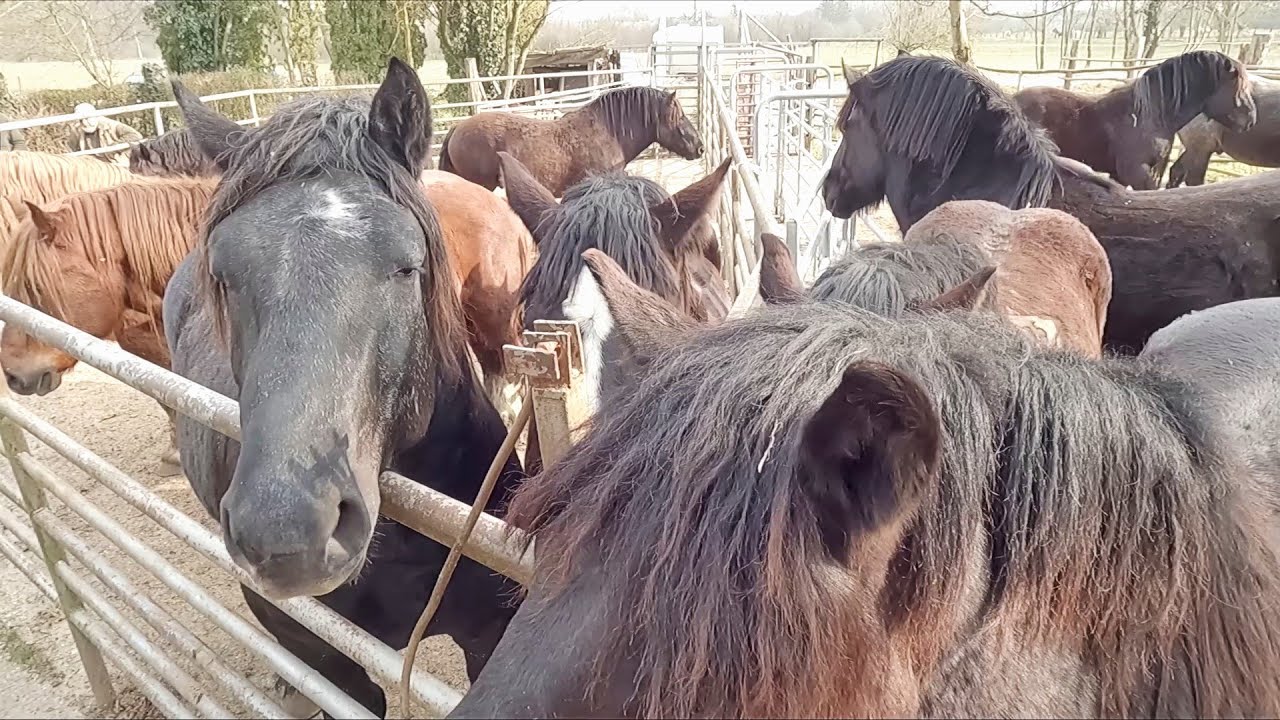 Cai Grei cu Bogdan după achiziți 2023 - YouTube