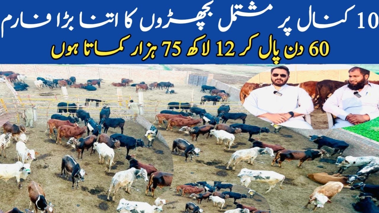 2Years Experience Calf Farming|Cattle(Bachra)Farming Business Plan in ...