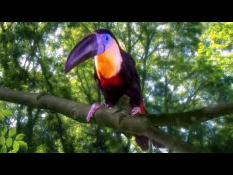 Toucan Tune - YouTube