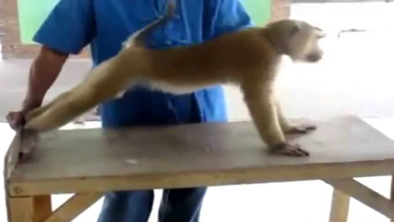 Pushups And Situps - Monkey Doing Pushups And Situps(Watch Now) - YouTube