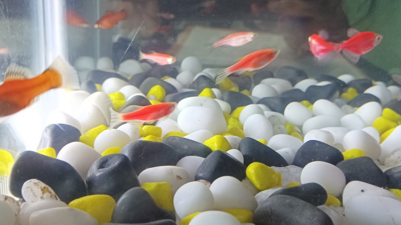 Zebrafish #tetra #platy #angel - YouTube