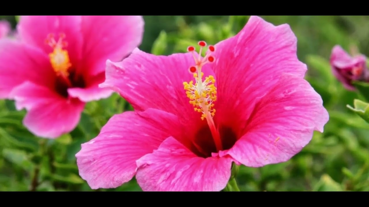 Kajian Morfologi Bunga Tropika Sebagai Sumber Idea Untuk Penciptaan ...